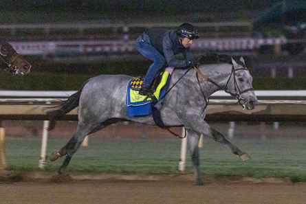 Brant - Horse Profile - BloodHorse