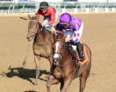 Scot's Law - Horse Profile - BloodHorse