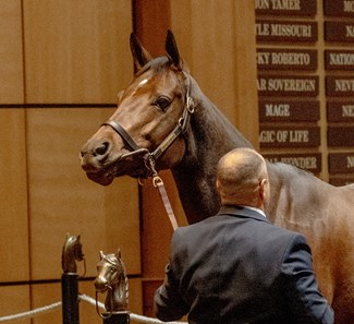 Distorted d'Oro - Horse Profile - BloodHorse