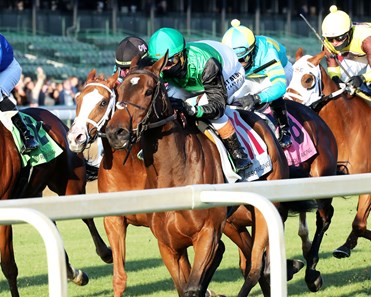 Proctor Street - Horse Profile - BloodHorse