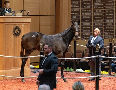 Uncle Mo - Horse Profile - BloodHorse