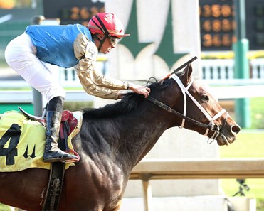 Commandment - Horse Profile - BloodHorse