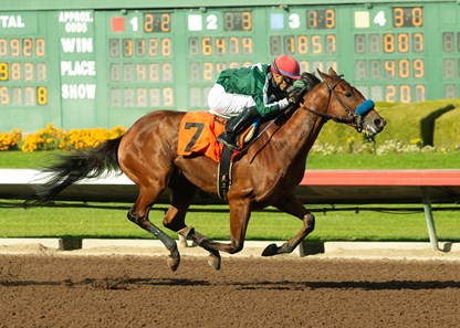 Toaster - Horse Profile - BloodHorse