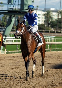 Stark Contrast - Horse Profile - BloodHorse