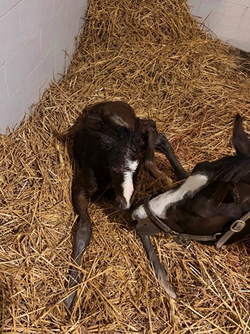 First Reported Foal a Colt for Spendthrift's Dornoch - BloodHorse