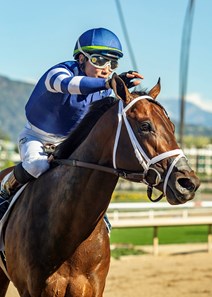 Stark Contrast - Horse Profile - BloodHorse