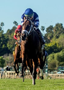 Stark Contrast - Horse Profile - BloodHorse