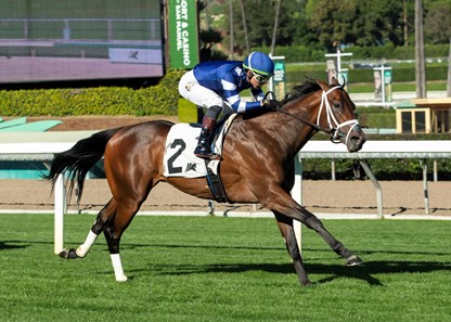 Stark Contrast - Horse Profile - BloodHorse