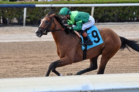 Canaletto - Horse Profile - BloodHorse