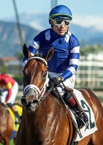 Stark Contrast - Horse Profile - BloodHorse
