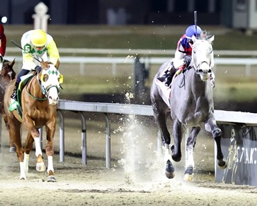 Great White - Horse Profile - BloodHorse