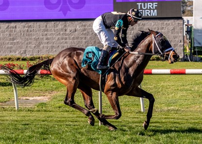 Boss of All Bosses - Horse Profile - BloodHorse