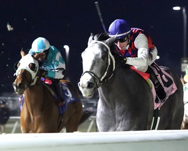 Great White - Horse Profile - BloodHorse
