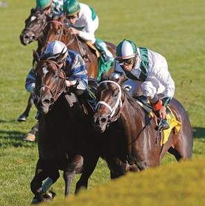 Cowboy Cal - Horse Profile - BloodHorse