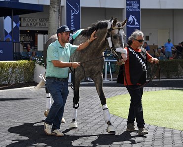 Napoleon Solo Horse Profile Bloodhorse
