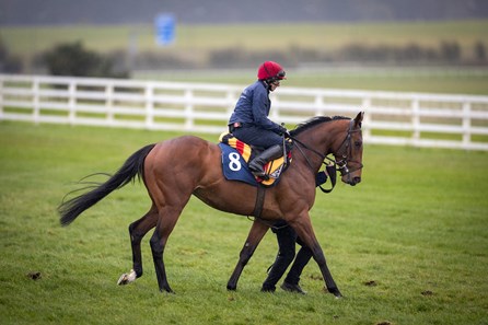 Pierre Bonnard (IRE) - Horse Profile - BloodHorse