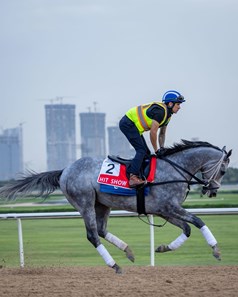 Hit Show - Horse Profile - BloodHorse