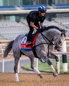 Hit Show - Horse Profile - BloodHorse