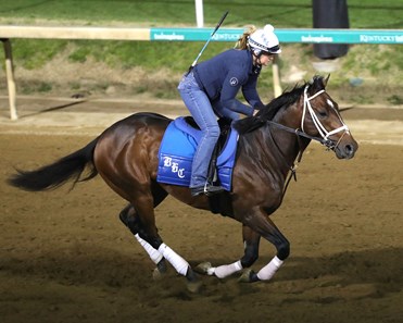 Commandment - Horse Profile - BloodHorse