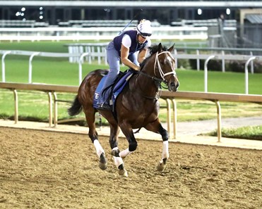 Commandment - Horse Profile - BloodHorse