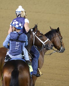 Commandment - Horse Profile - BloodHorse