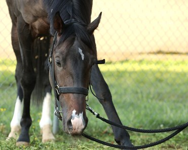 Wonder Dean (JPN) - Horse Profile - BloodHorse