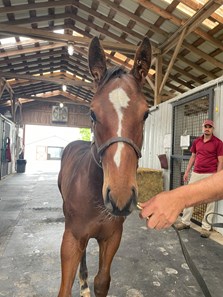 Commandment - Horse Profile - BloodHorse