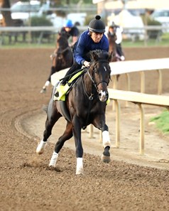 Wonder Dean (JPN) - Horse Profile - BloodHorse