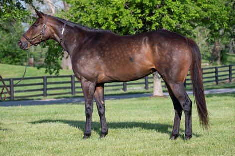 Starship Beauty Sells for $310K on Fasig-Tipton Digital - BloodHorse
