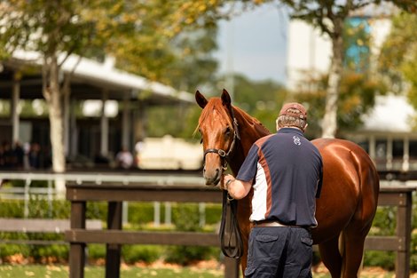 Inglis HTBA Australia Yearling Sale Occurs April 19 - BloodHorse