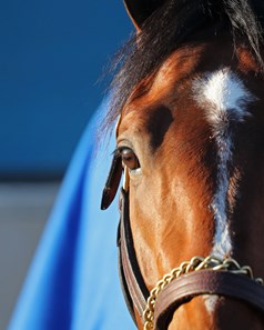Commandment - Horse Profile - BloodHorse
