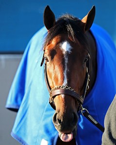 Commandment - Horse Profile - BloodHorse
