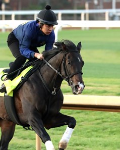 Wonder Dean (JPN) - Horse Profile - BloodHorse