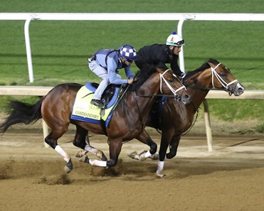 Commandment - Horse Profile - BloodHorse