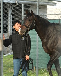 Wonder Dean (JPN) - Horse Profile - BloodHorse