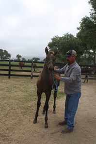 Pavlovian - Horse Profile - BloodHorse
