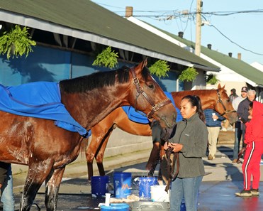Commandment - Horse Profile - BloodHorse
