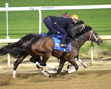 Commandment - Horse Profile - BloodHorse