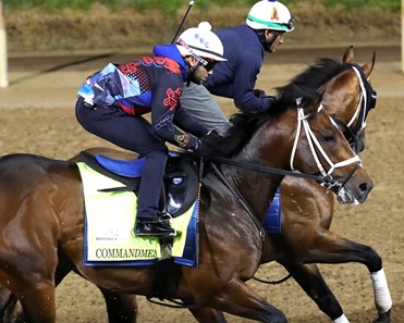 Commandment - Horse Profile - BloodHorse