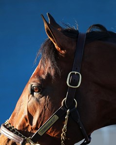 Commandment - Horse Profile - BloodHorse