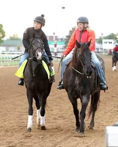 Wonder Dean (JPN) - Horse Profile - BloodHorse