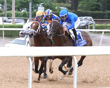 White Abarrio - Horse Profile - BloodHorse