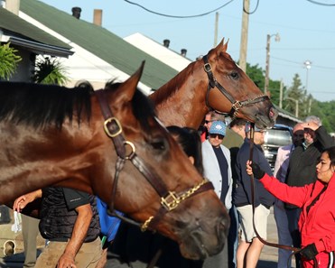 Commandment - Horse Profile - BloodHorse