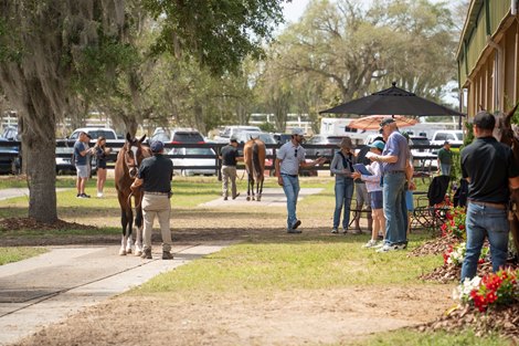 Ocala Breeders' Sales June Auction Adds 72 Supplements - BloodHorse