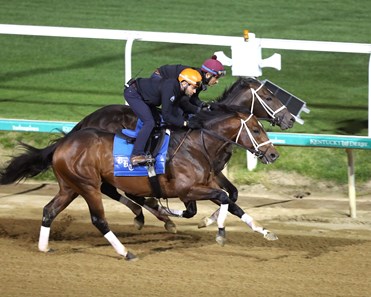 Commandment - Horse Profile - BloodHorse