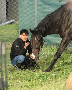 Wonder Dean (JPN) - Horse Profile - BloodHorse