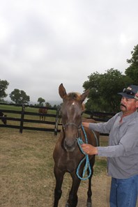 Pavlovian - Horse Profile - BloodHorse
