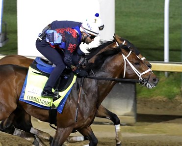 Commandment - Horse Profile - BloodHorse