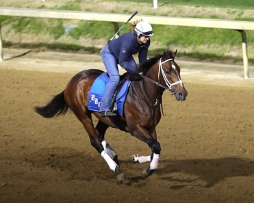 Commandment - Horse Profile - BloodHorse