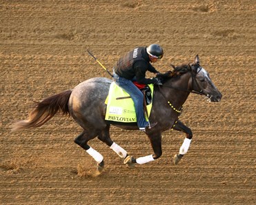 Pavlovian - Horse Profile - BloodHorse